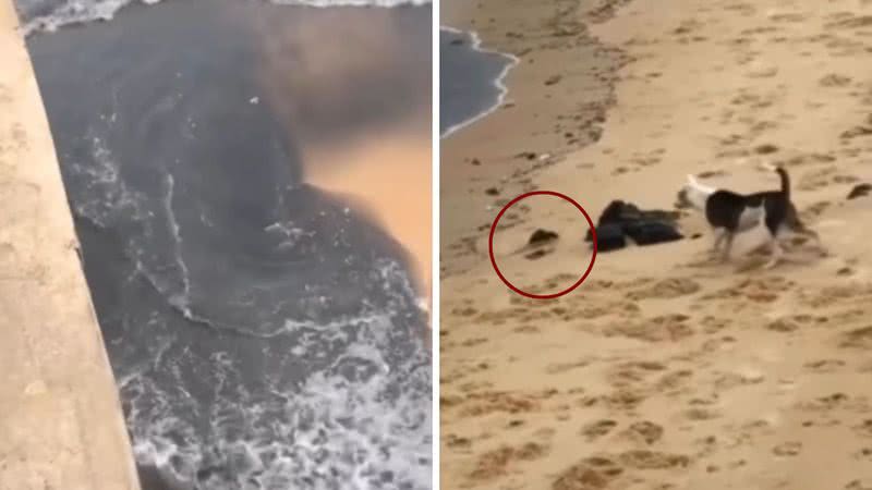 VÍDEO: Esgoto jorra no mar em praia de Salvador e assusta banhistas