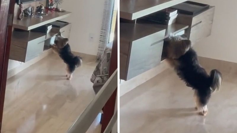 Cachorro é pego no flagra e reação do pet surpreende tutora; assista Cachorro é pego no flagra e reação do pet surpreende tutora; assista