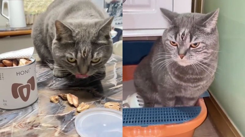 Vídeo: Gato com suposto terceiro olho faz internautas criarem teorias