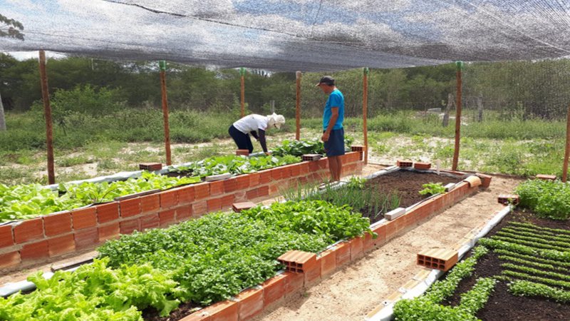 Quintais produtivos geram economia e renda para agricultores familiares ...