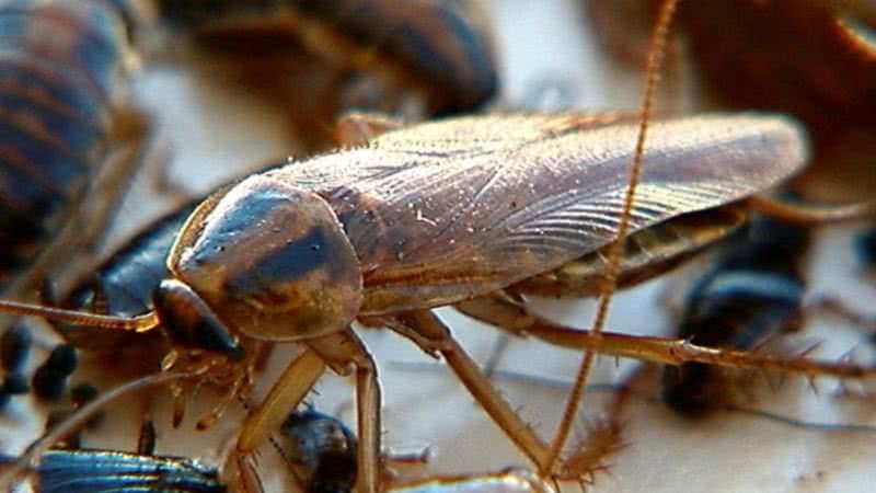 Após achar ninho de baratas em ônibus, mulher vai receber indenização ...