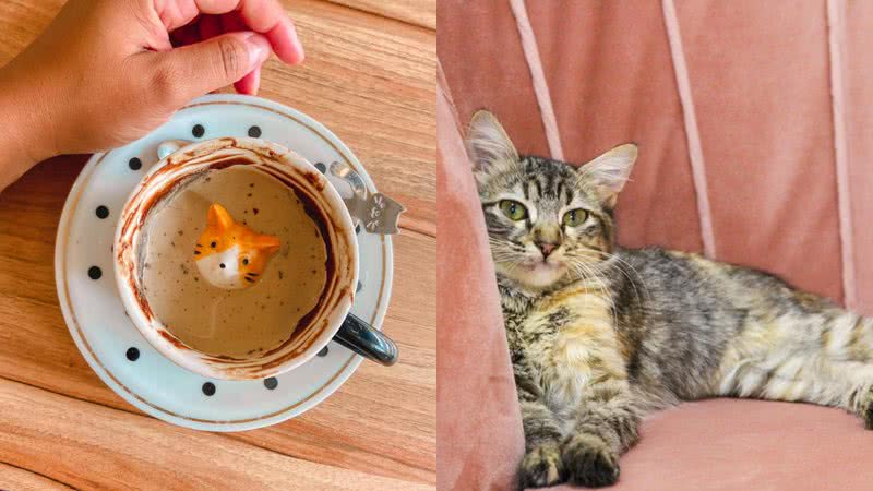 Café e gato? Entenda como essa junção tem agradado público de Salvador