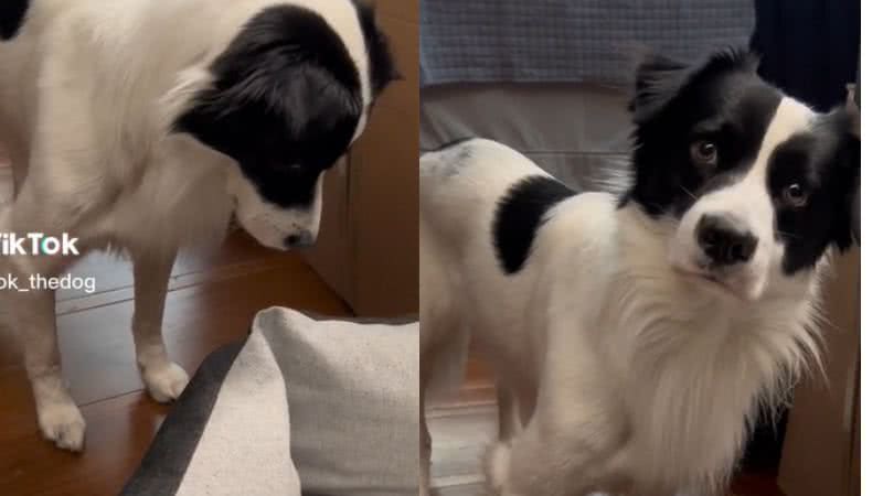 Cachorro 'perde a cama' para animal inusitado e pede ajuda a tutora ...