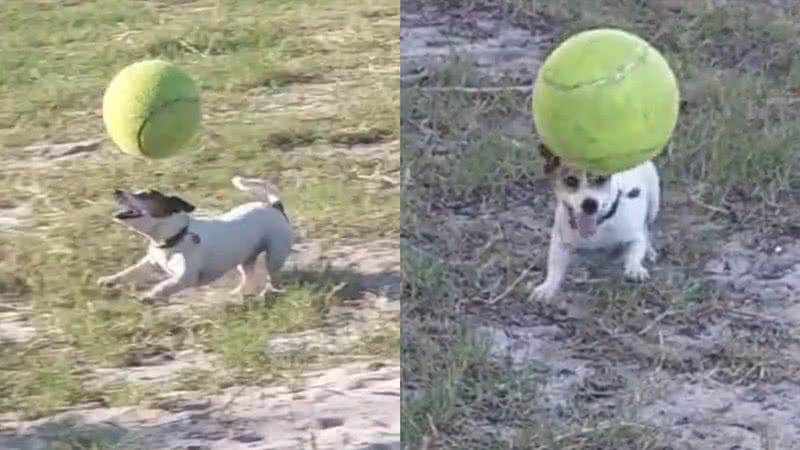 Craque do jogo! No estilo Kerlon Foquinha, cachorro impressiona com ...