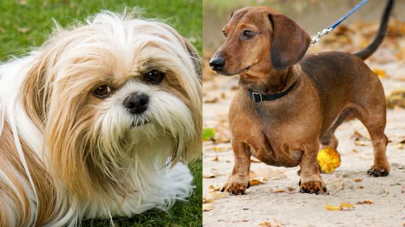 Resultado de cruzamento entre shih-tzu e cão salsicha arranca elogios ...