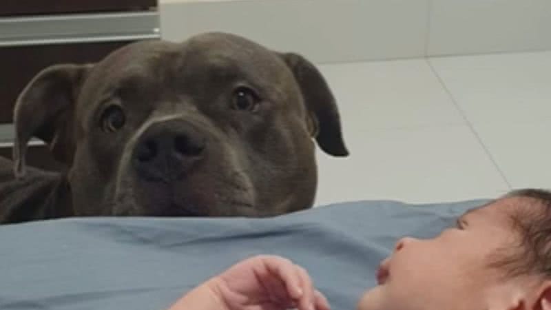Reação de Pit bull ao ver bebê pela primeira vez encanta web; assista