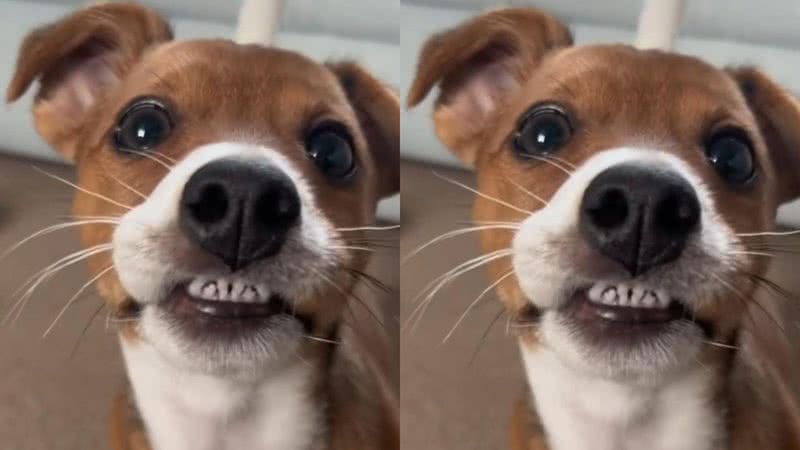 Cachorrinho sorridente encanta internautas: “Os dentinhos”