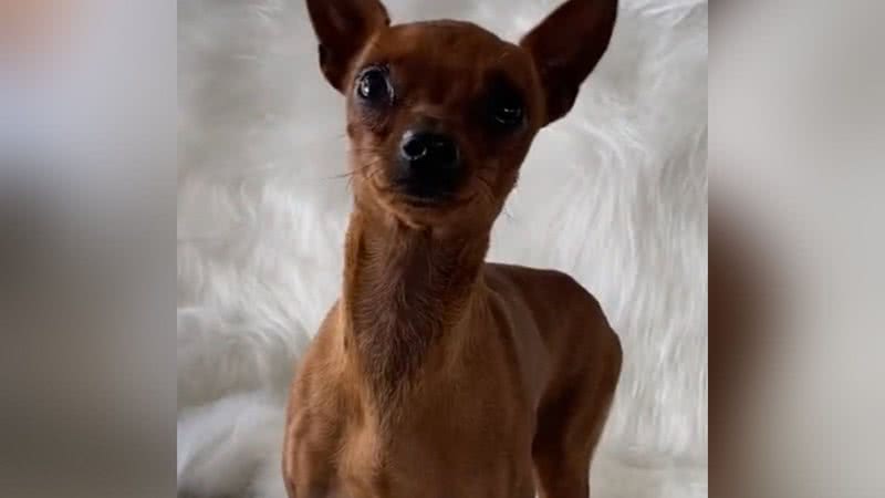 Pinscher vira labrador após influência de pet; assista