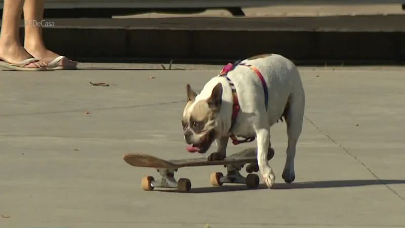 "Bulldog skatista" viraliza nas redes por dar show no skate; veja vídeo