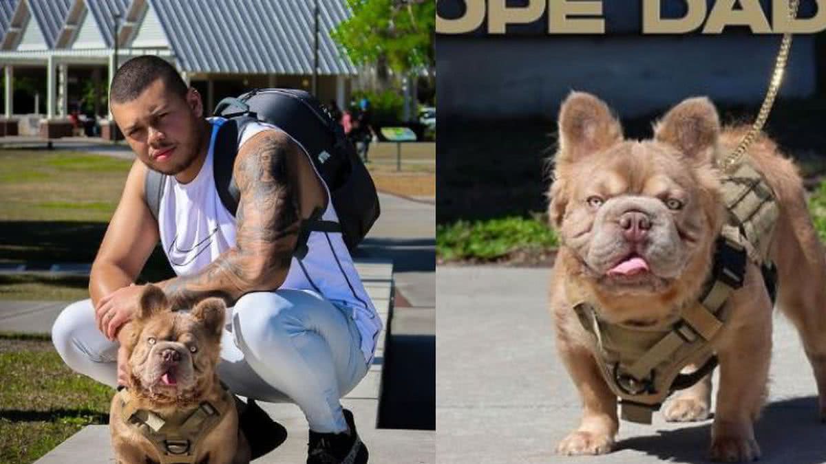 Conheça Rope Daddy, o cachorro "mais valioso do mundo"; saiba quanto custa