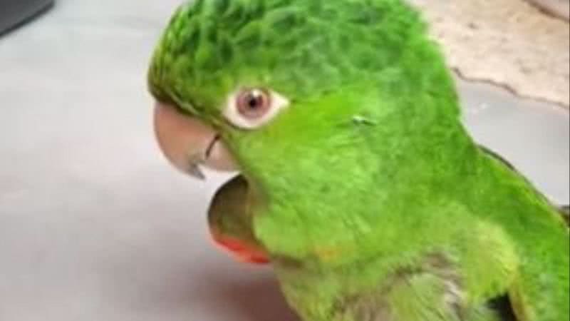 Maritaca encantadora é flagrada dançando forró e viraliza; assista