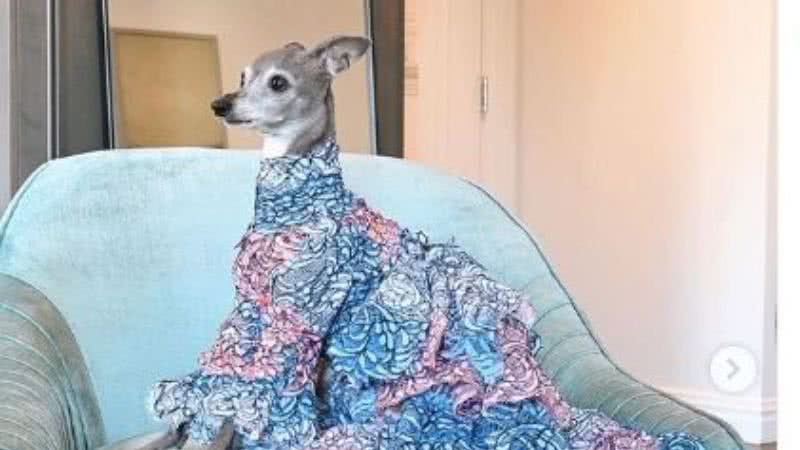 Luz na passarela! Conheça Tika the Iggy, it-dog que está fazendo ...