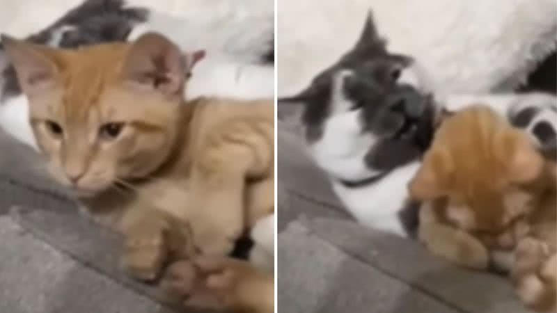 Amor tóxico! Gatinho se irrita com irmãozinho que tenta sair de conchinha; assista