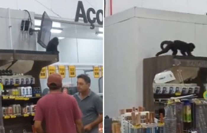 VÍDEO: Macaco ‘toma uma’, come alimento e é capturado após invadir ...