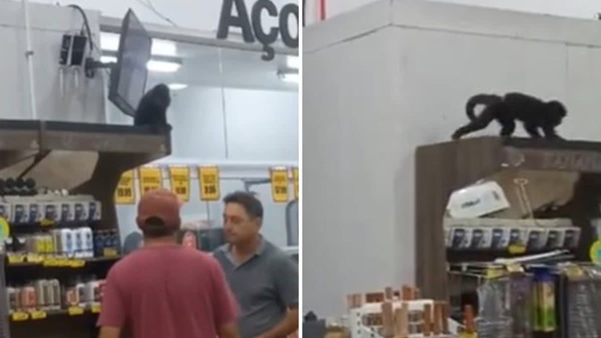 VÍDEO: Macaco ‘toma uma’, come alimento e é capturado após invadir ...
