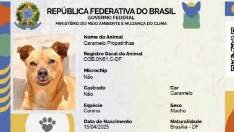 Governo lança “RG Animal” para cães e gatos gratuito e intrasferível