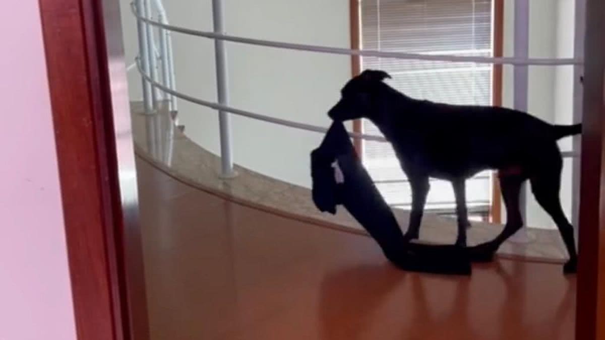 Cachorro é pego no flagra e tenta se livrar de material comprometedor ... Cachorro é pego no flagra e tenta se livrar de material comprometedor ...