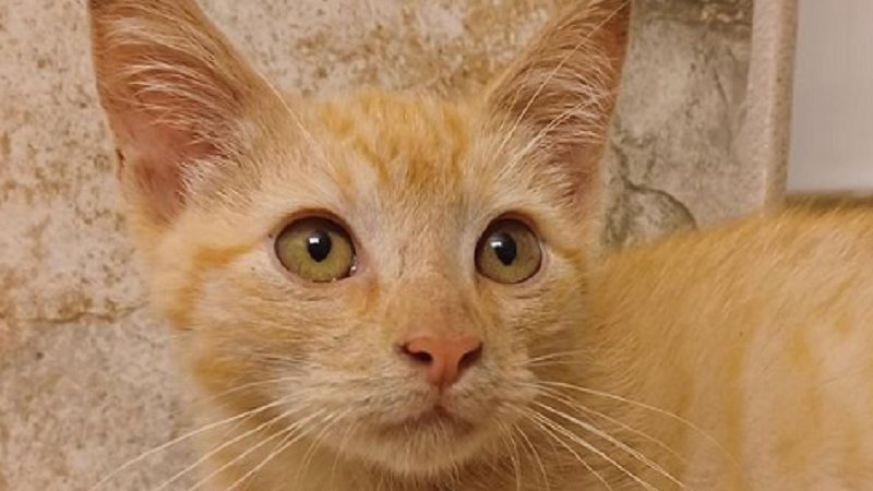 Equipe de resgate leva mais de 12 horas para conseguir resgatar gato astuto