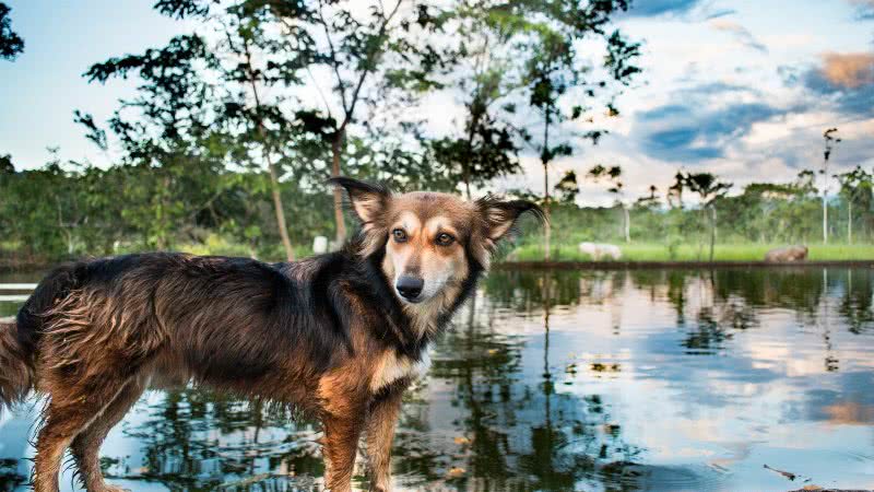 Pet agitado? Confira cinco dicas para deixar seu cachorro calmo Pet agitado? Confira cinco dicas para deixar seu cachorro calmo