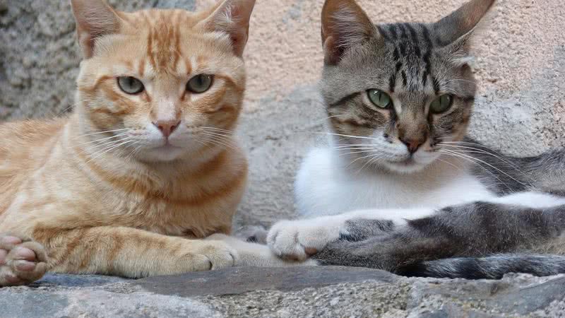 Casal de gatinhos é flagrado em momento intimo pelo tutor; veja
