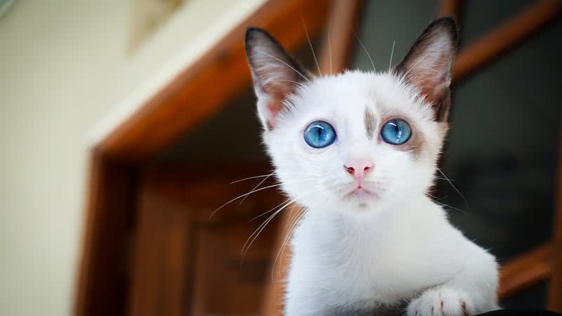 Gatinho diverte internautas e vira meme após viralizar "escrevendo" no ...
