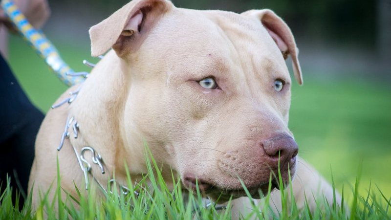 Com visual diferente, pit bull aparece com "cabelo comprido" e peturba ...