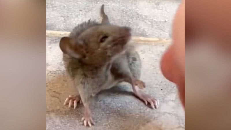 Homem toma atitude inesperada com rato encontrado em garagem; assista