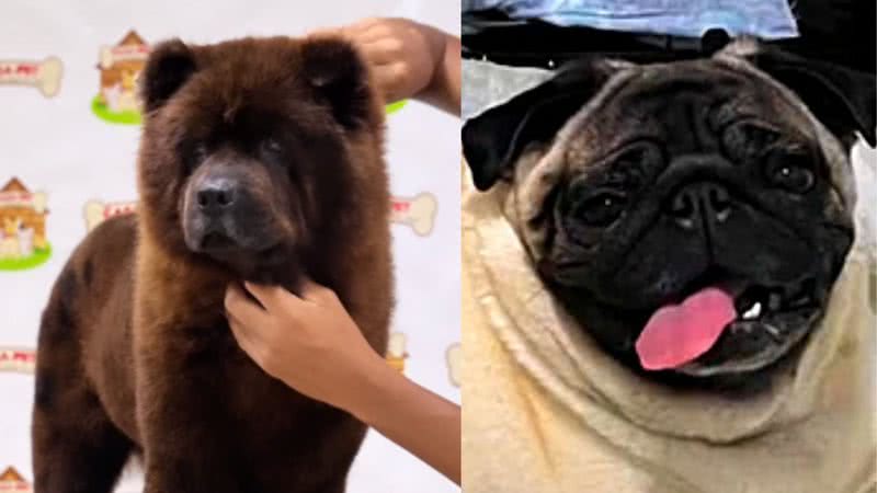 Resultado de cruzamento entre chow chow e pug impressiona web; veja