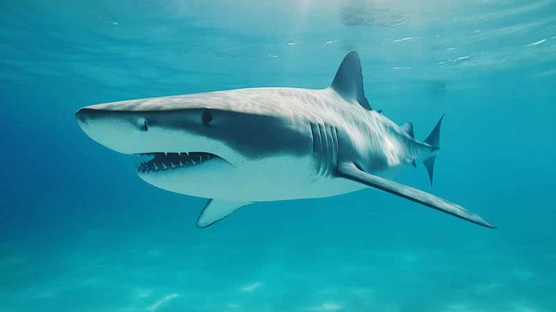 Surfista perde uma das pernas após lutar com tubarão-branco de 4 metros