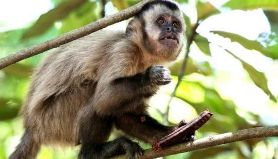 Dia Mundial do Macaco: Confira cuidados necessários para ter um ...