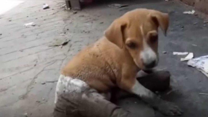 Cão machucado é abandonado nas ruas, mas final feliz acontece do outro ...