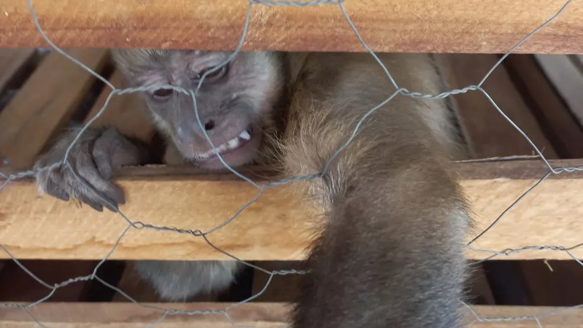 Volta de Chico: Análise de microchip confirma retorno de macaco que ...
