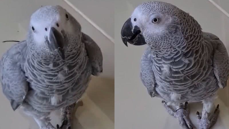 Ave xinga tutora em vídeo e deixa web em choque; assista