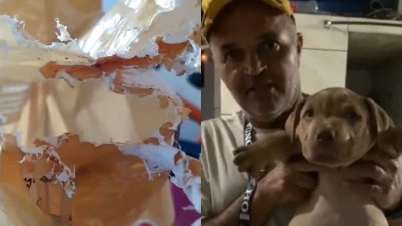 Que barriga é essa? Cachorro esfomeado se dá mal após devorar saco de ...