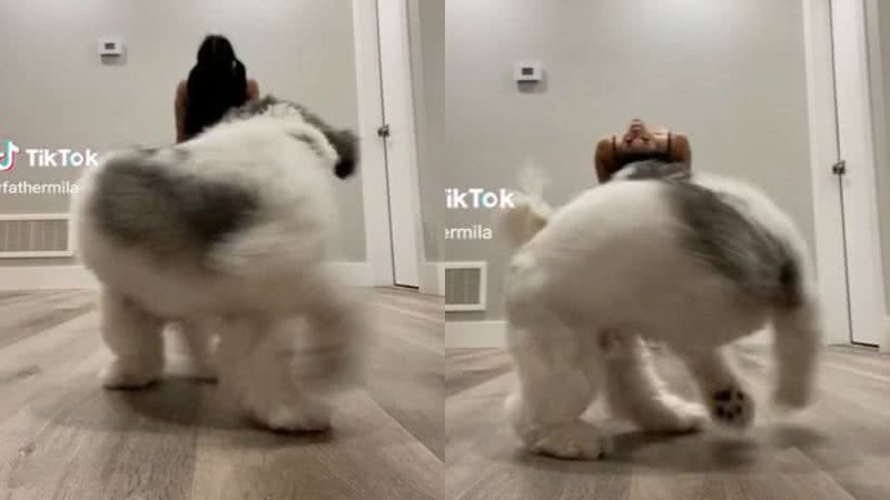 Doguinho rouba a cena com dancinha em rede social; veja o gingado