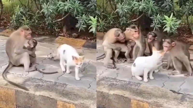 Família de macaco protege filhote, mas cai em encanto de "ameaça"; assista