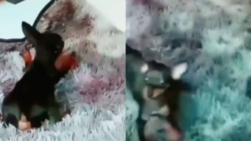 Guloso! Para chamar atenção de pet, tutora fala frase "mágica" e reação ...