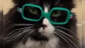 Para elevar autoestima de crianças, gato usa óculos "fake" em campanha ...