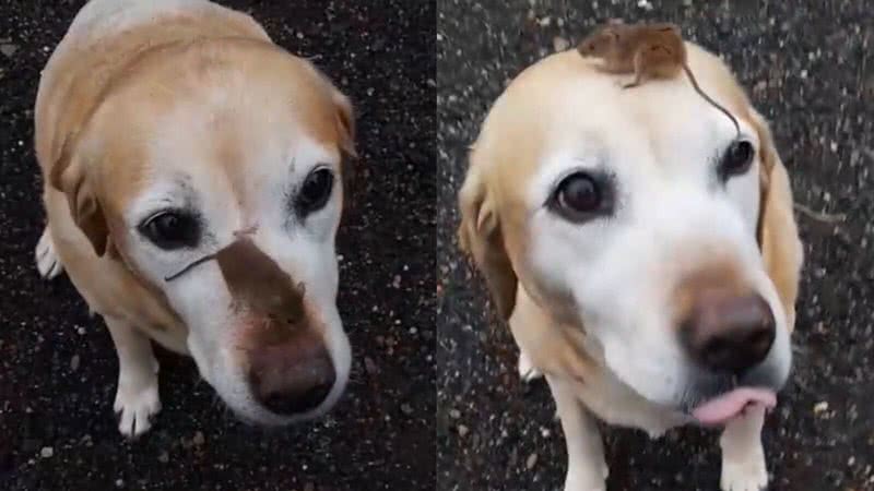 Rato carismático consegue fazer amizade com cachorro e relação ...