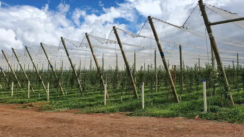Produtores investem em cobertura de pomares para proteger frutas da ...