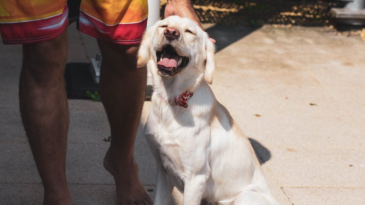 Seu pet suporta o calor? Saiba as raças de cães que lidam melhor com o ...