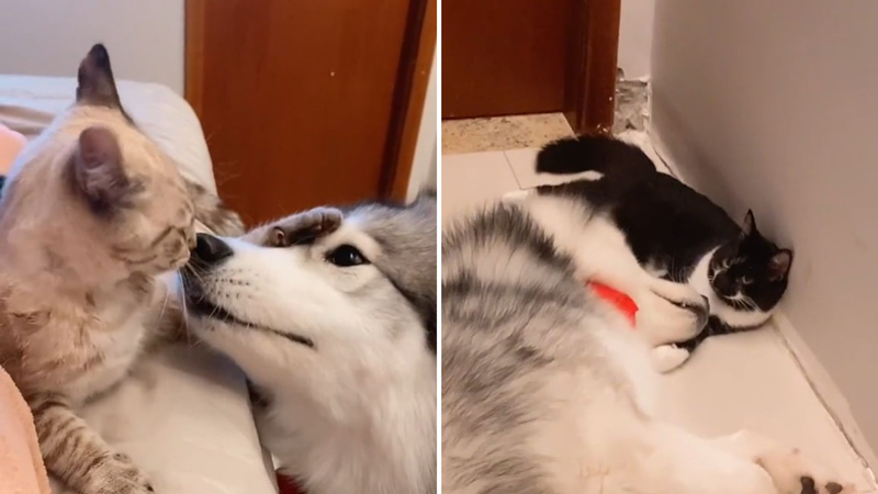 Amizade entre Husky Siberiano e gatos comove web: “Aqueceu meu coração ...