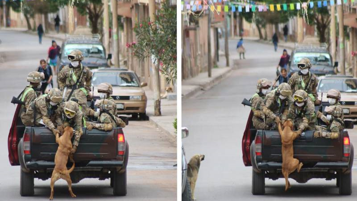 Imagens de soldados resgatando cachorros de rua que seguiam tropa ...