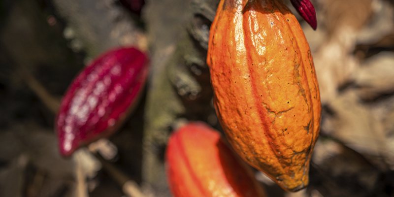Moagem de cacau no Brasil cresceu 19,26% em janeiro; Bahia permanece na ...