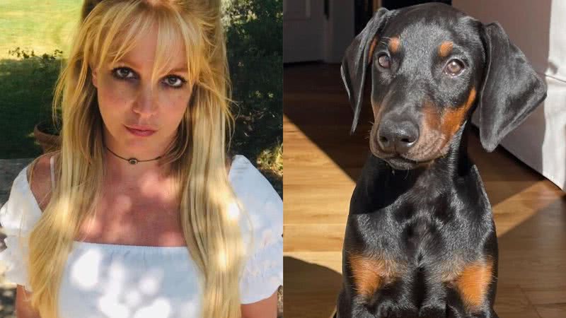 Britney Spears leva bronca após seu cão atacar idoso; entenda