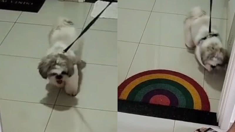 Cachorro homofóbico se recusa a passar por símbolo LGBTQIA+; assista