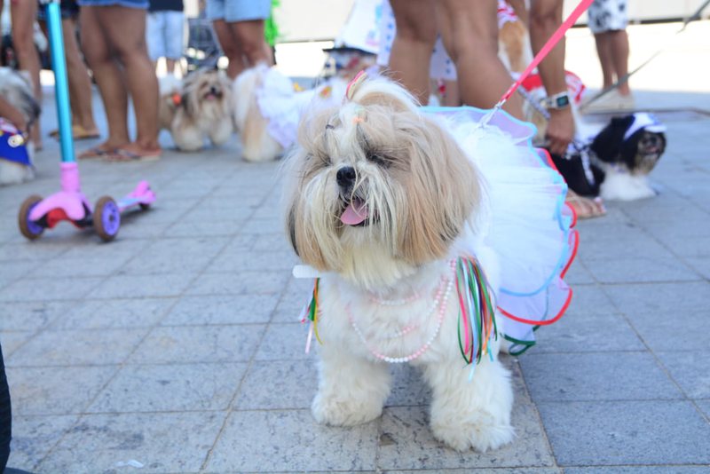 Galeria · Carnaval Pet no Farol da Barra