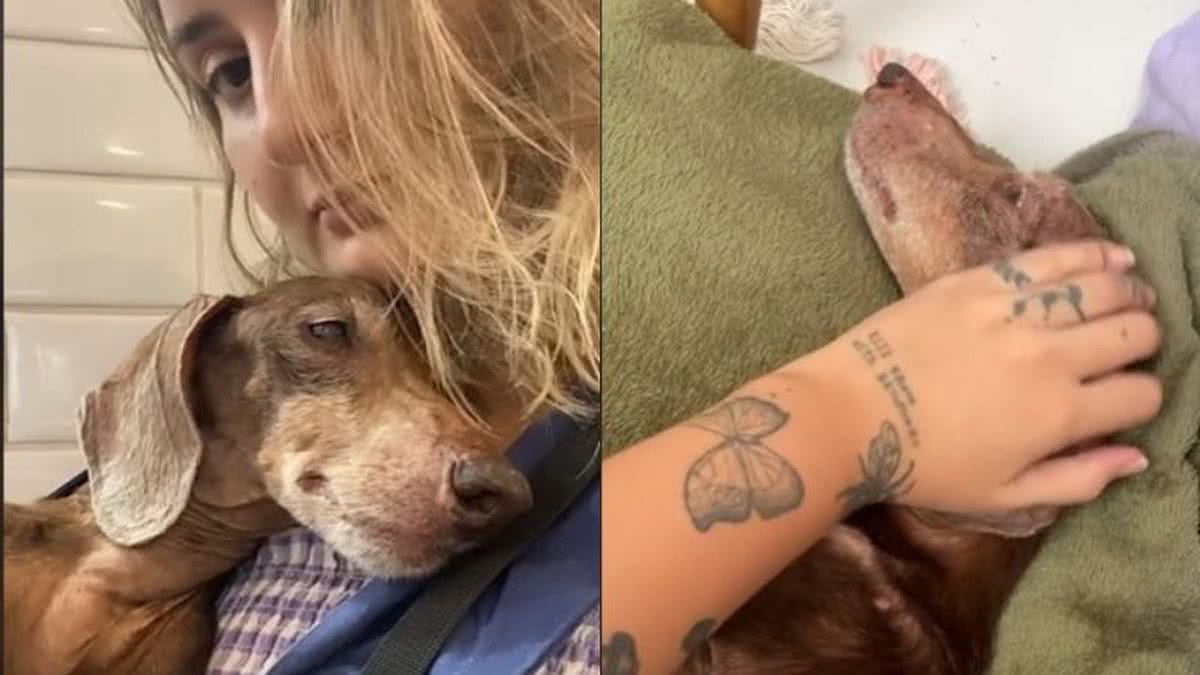 Tutora relata rotina emocionante com seu cachorrinho de 20 anos; veja vídeo