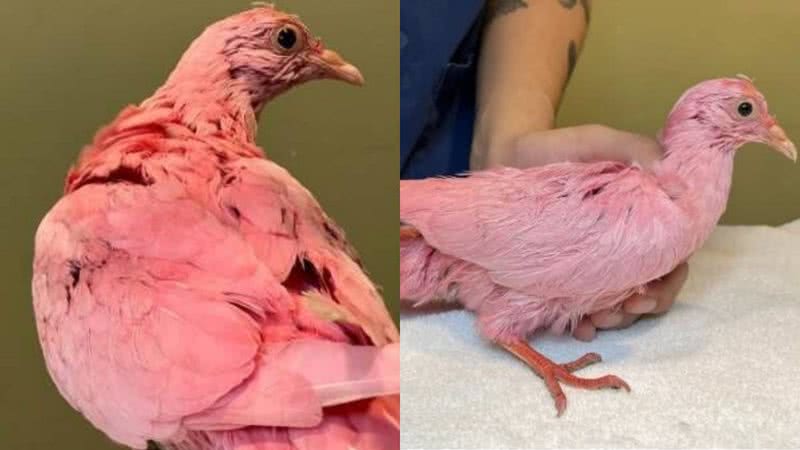 Triste! Pombo morre após participar de chá revelação e web se revolta ...