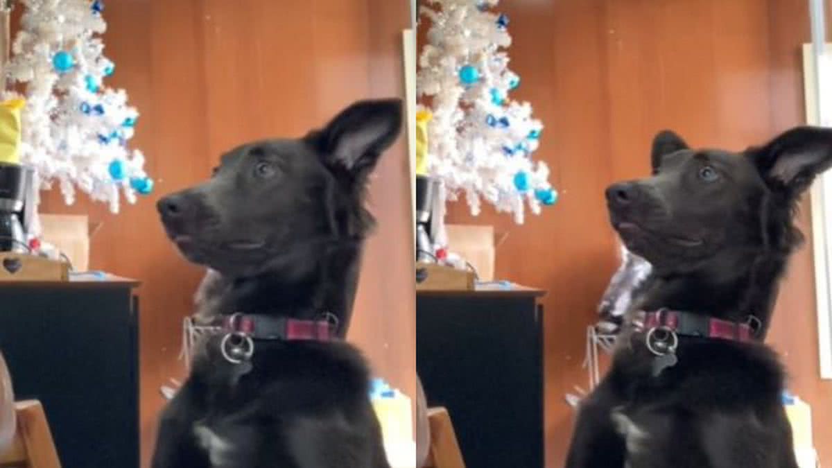 Alexa dá comando para cachorra e pet toma atitude surpreendente; veja vídeo